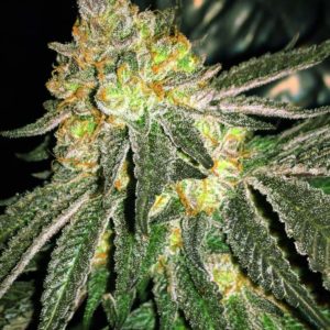 Green Ganja Clone Delivery Services Michigan 734-365-6732